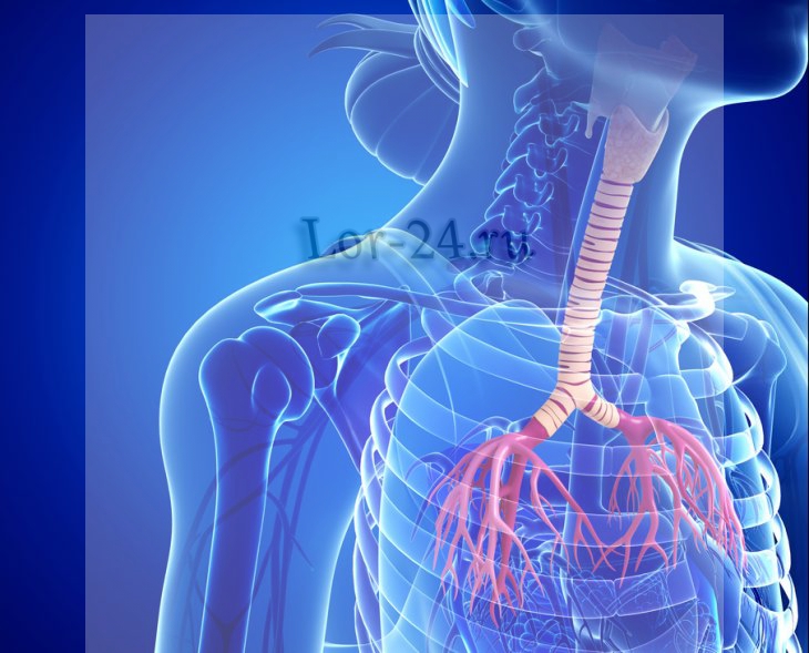 Трахея - строение и функции трахеи у взрослых и детей